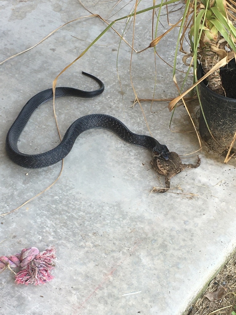 Central American Indigo Snake in September 2020 by jmar. It was a snake ...
