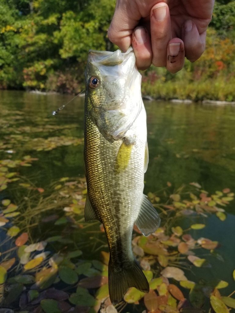 Largemouth Bass from Kalamazoo County, MI, USA on September 24, 2020 at ...