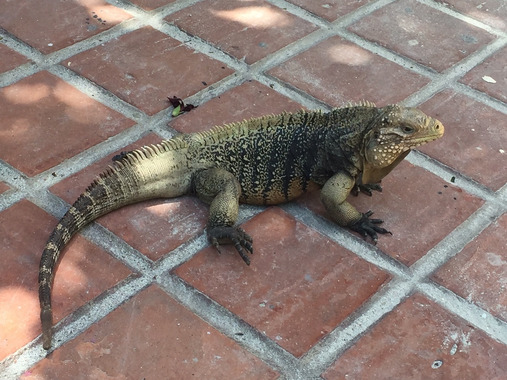Cuban Ground Iguana in June 2019 by Juana Ines Noyola · iNaturalist