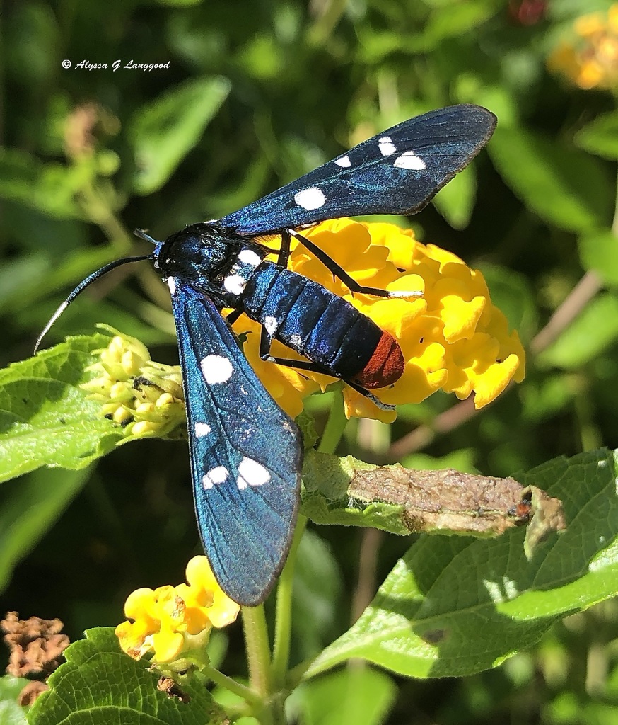 Polka-Dot Wasp Moth from Nocatee, FL 32081, USA on September 24, 2020 ...