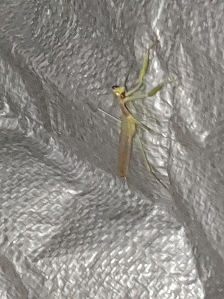 Mantids from Wylie, TX, USA on September 19, 2020 at 08:35 PM by ...