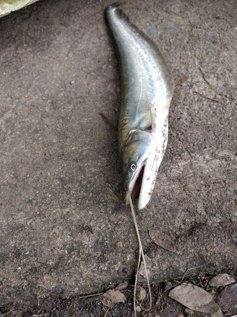 Wallago in September 2020 by ÂvïÑâsh MøūRyâ · iNaturalist