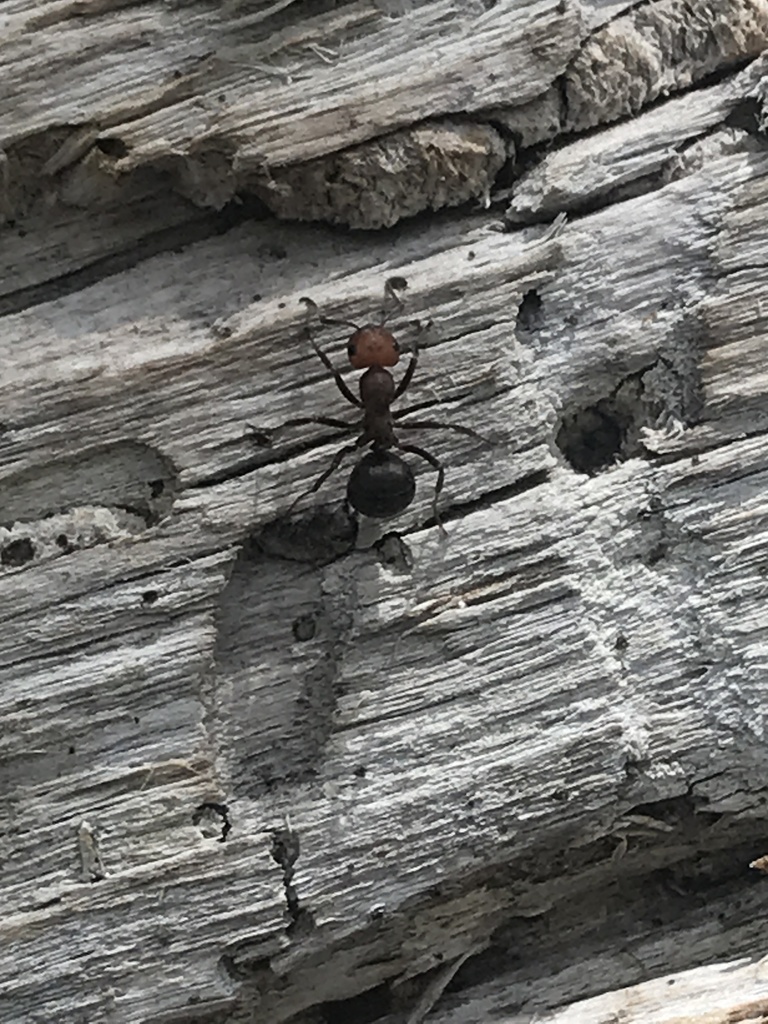Western Thatching Ant from St. Patrick's Island Park, Calgary, AB, CA ...