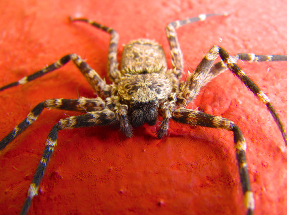 Selenops radiatus from Shamangorwa village, Namibia on December 14 ...