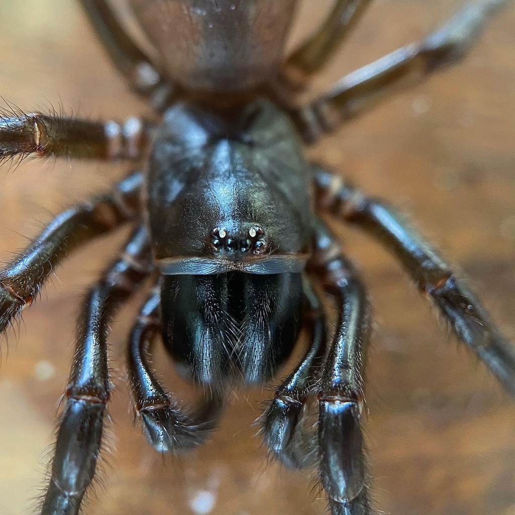 Southern Tree Funnel-web from Heazlett Park, Avoca Beach, NSW, AU on ...