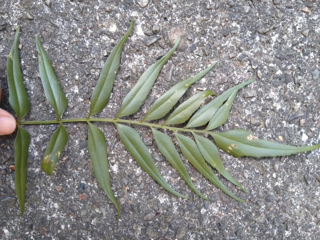 Spleenworts from 毘廬禪寺 on September 23, 2020 at 02:47 PM by 燕. 不太確定，我覺得有 ...