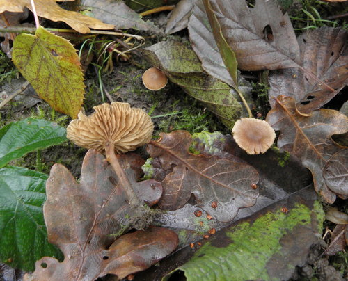 Naucoria paludosa · iNaturalist