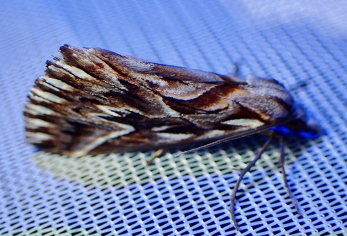 género Arcina · NaturaLista Colombia