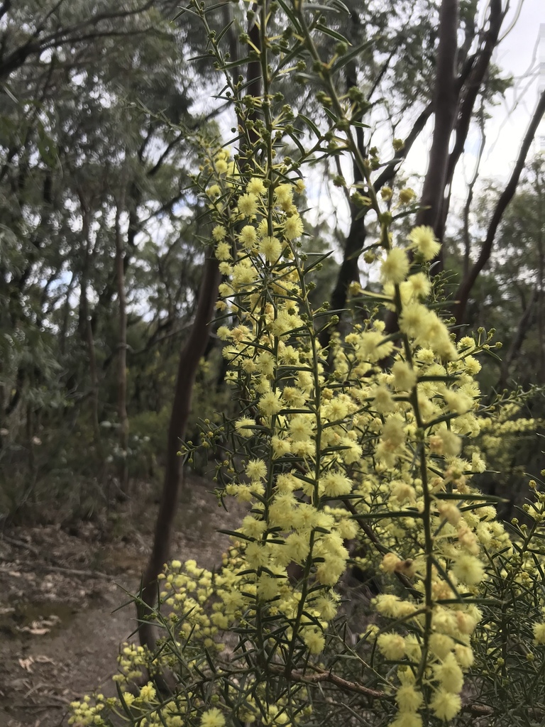 Spreading Wattle from Loader Track, Fish Creek, VIC, AU on August 23 ...