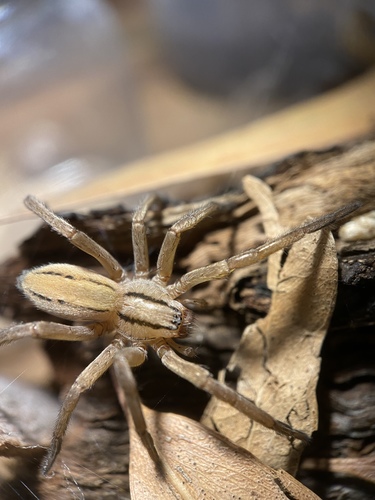 Southern Prowling Spider (Miturga agelenina) · iNaturalist