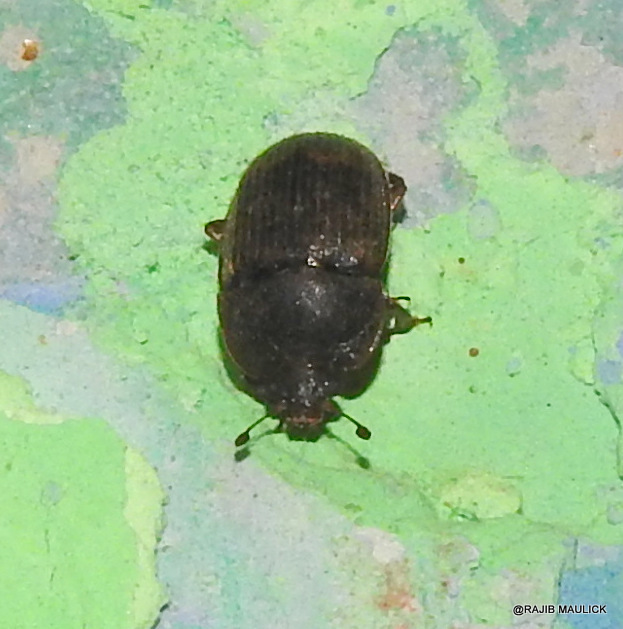 Exotic sap beetle from Durgapur, West Bengal, India on July 24, 2017 at ...