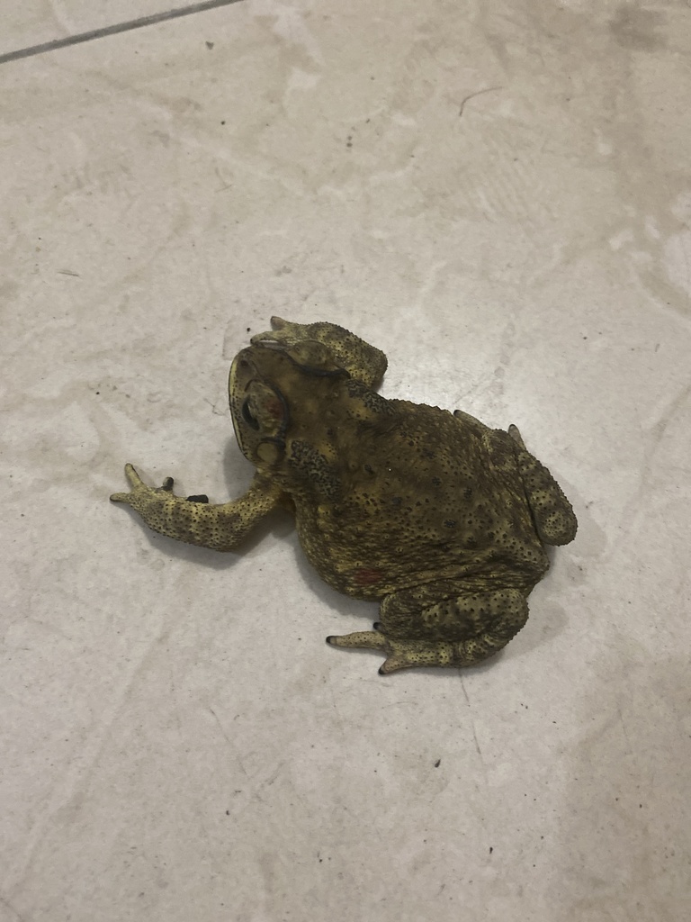 Asian Common Toad from 惠环, 惠州市, 广东省, CN on September 25, 2020 at 07:06 ...