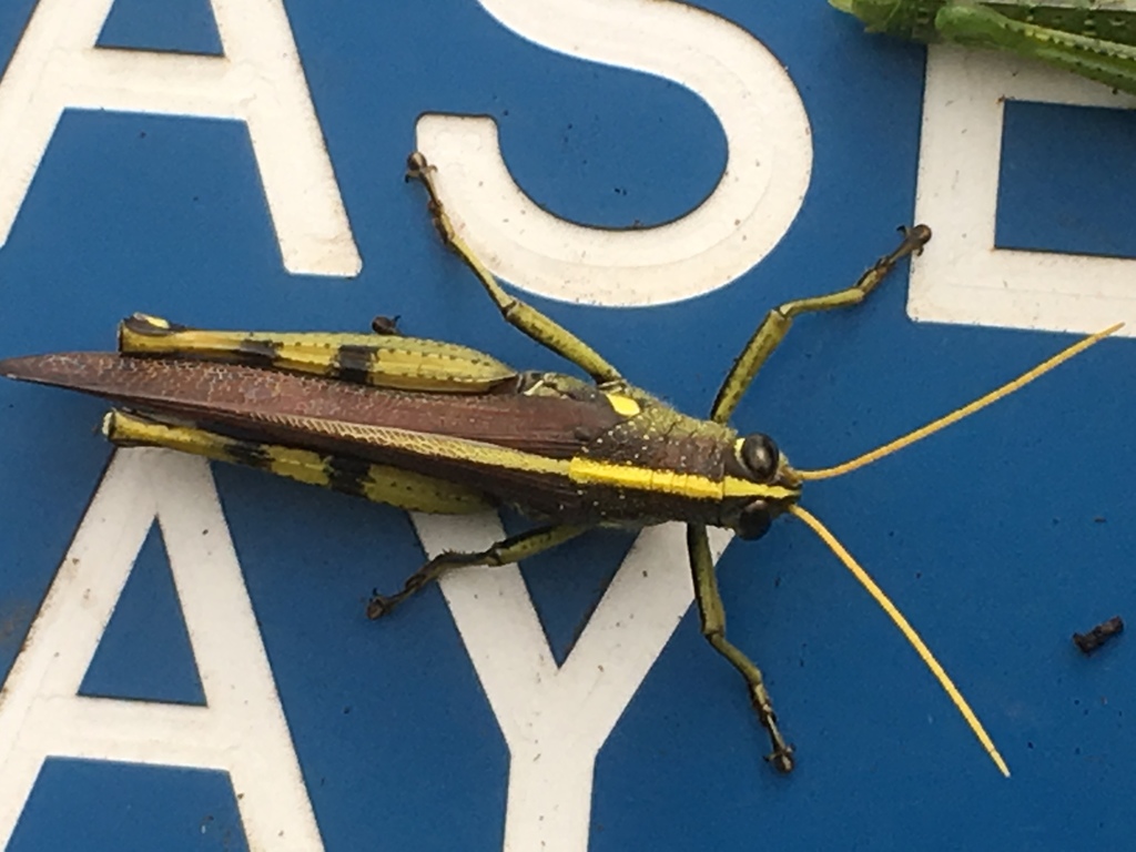 Obscure Bird Grasshopper from Rolling Meadows Golf Course, Junction ...