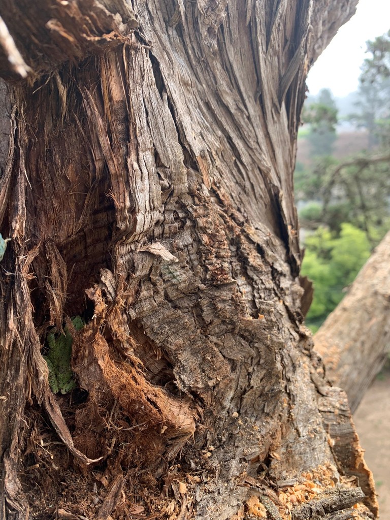 Sierran Tree Frog from Presidio of San Francisco, San Francisco, CA ...