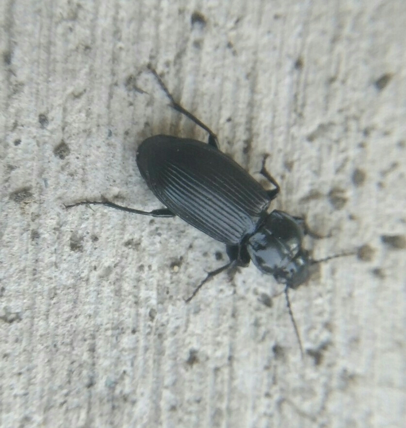 Ground Beetles in September 2020 by wdm124 · iNaturalist