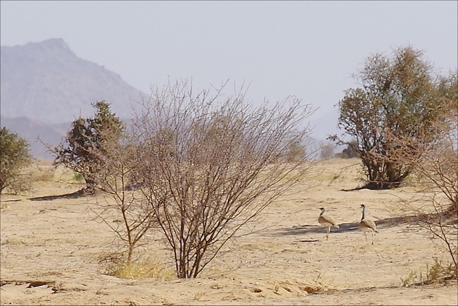 Nubian Bustard in January 2016 by András Zboray · iNaturalist