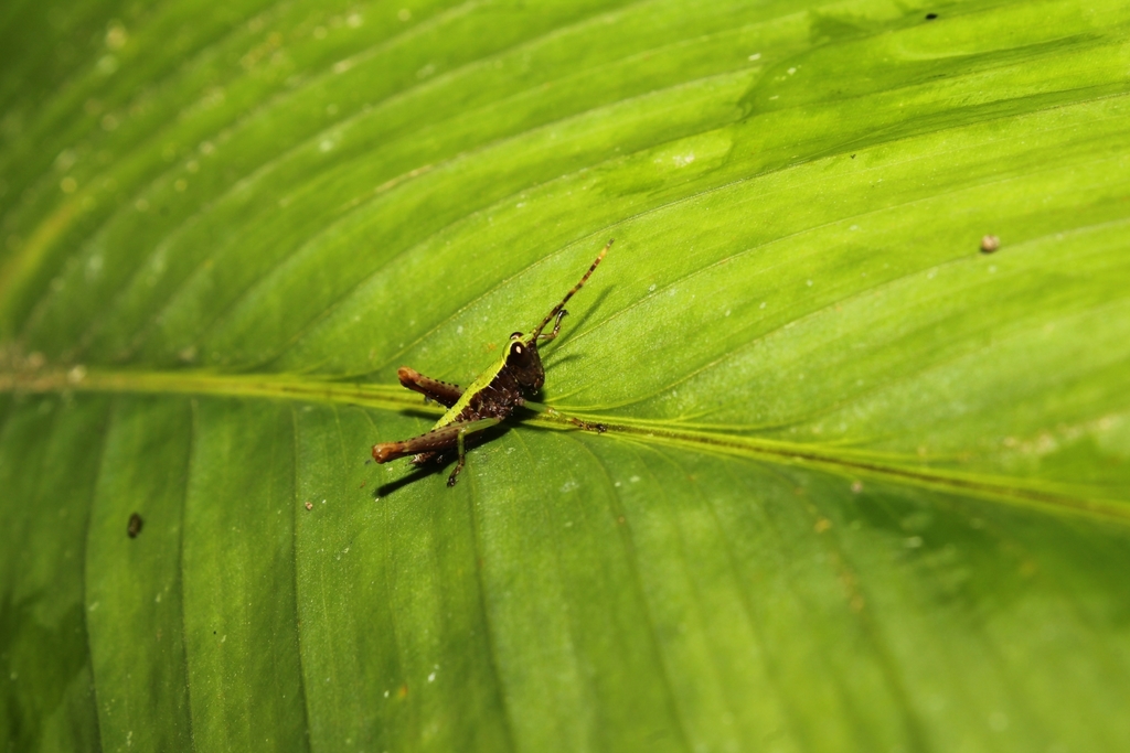 Ortalacris azurescens from Jijon y Caamaño (Cab. en Rio Blanco ...