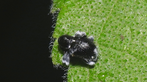 Subtribu Demimaeina · iNaturalist Mexico