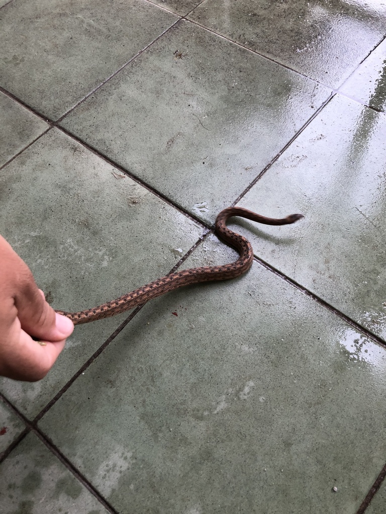 Cuban Dwarf Boa from Calle 53, Nueva Gerona, Municipio Especial Isla de ...