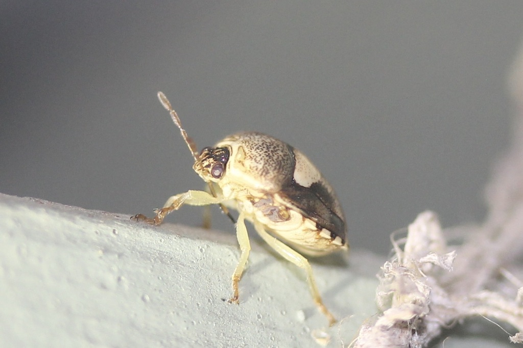 Stink Bugs, Shield Bugs, and Allies from Tallegalla QLD 4340, Australia ...