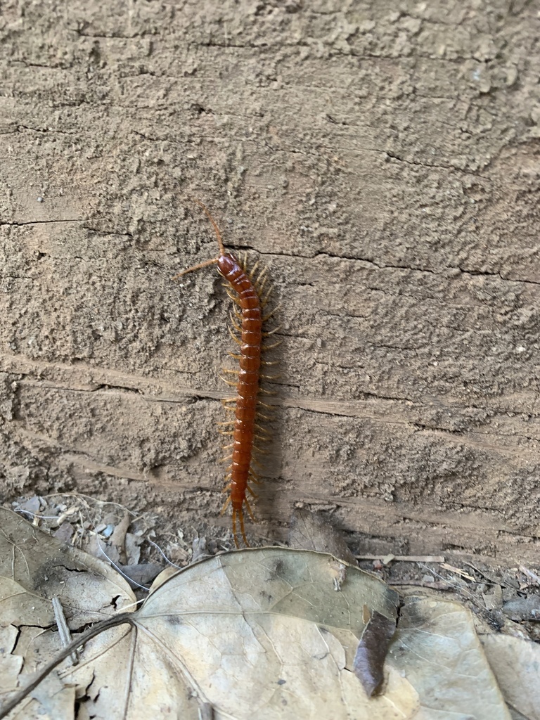 Scolopocryptops from Walter Haas Playground, San Francisco, CA, US on ...