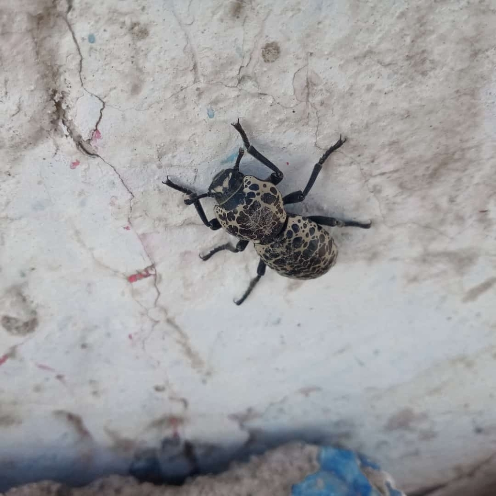 Zopherus nodulosus from Ara Monte, Hgo., México by Carla Lizbeth ...