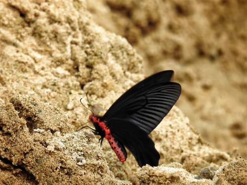 Sylhet Common Batwing (Subspecies Atrophaneura varuna astorion ...