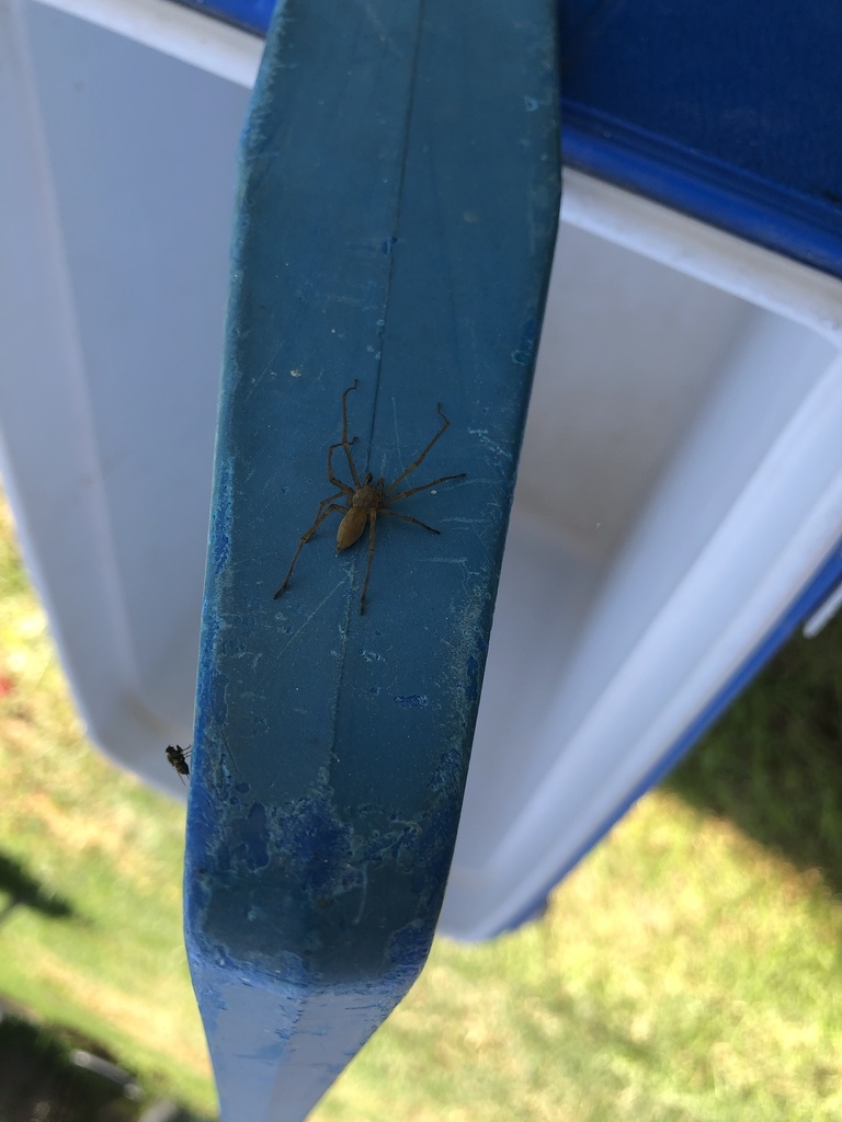Longlegged Sac Spiders from Passage Ave, Paramount, CA, US on July 11 ...