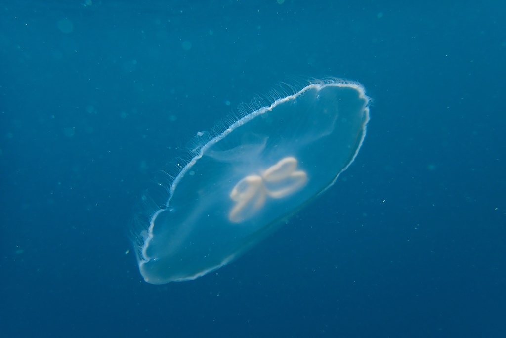 Moon Jellies from Caribbean Sea, Colon, PA on September 25, 2020 at 01: ...