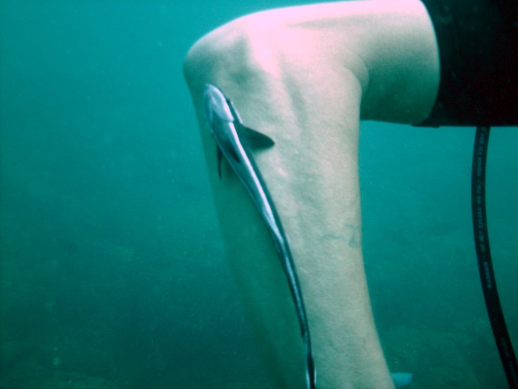 Sharksucker from Karnataka, India on January 04, 2008 at 11:14 AM by ...