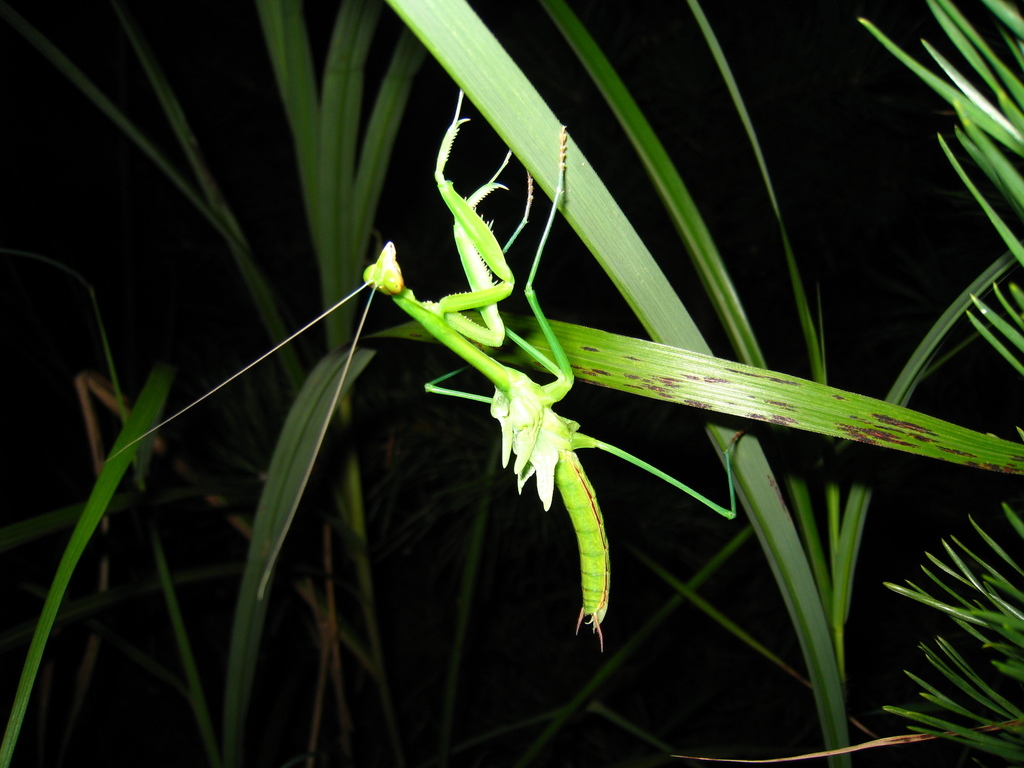 Narrow-winged Mantis from 대한민국 경기도 고양시 덕양구 on August 28, 2009 at 10:30 ...
