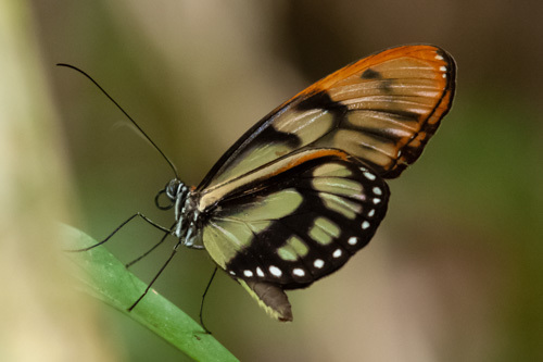 Subspecies Athesis acrisione acrisione · iNaturalist