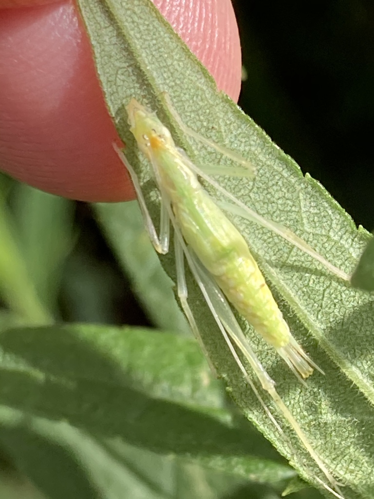 Narrow-winged Tree Cricket from Elm St, Meadowview, VA, US on August 21 ...