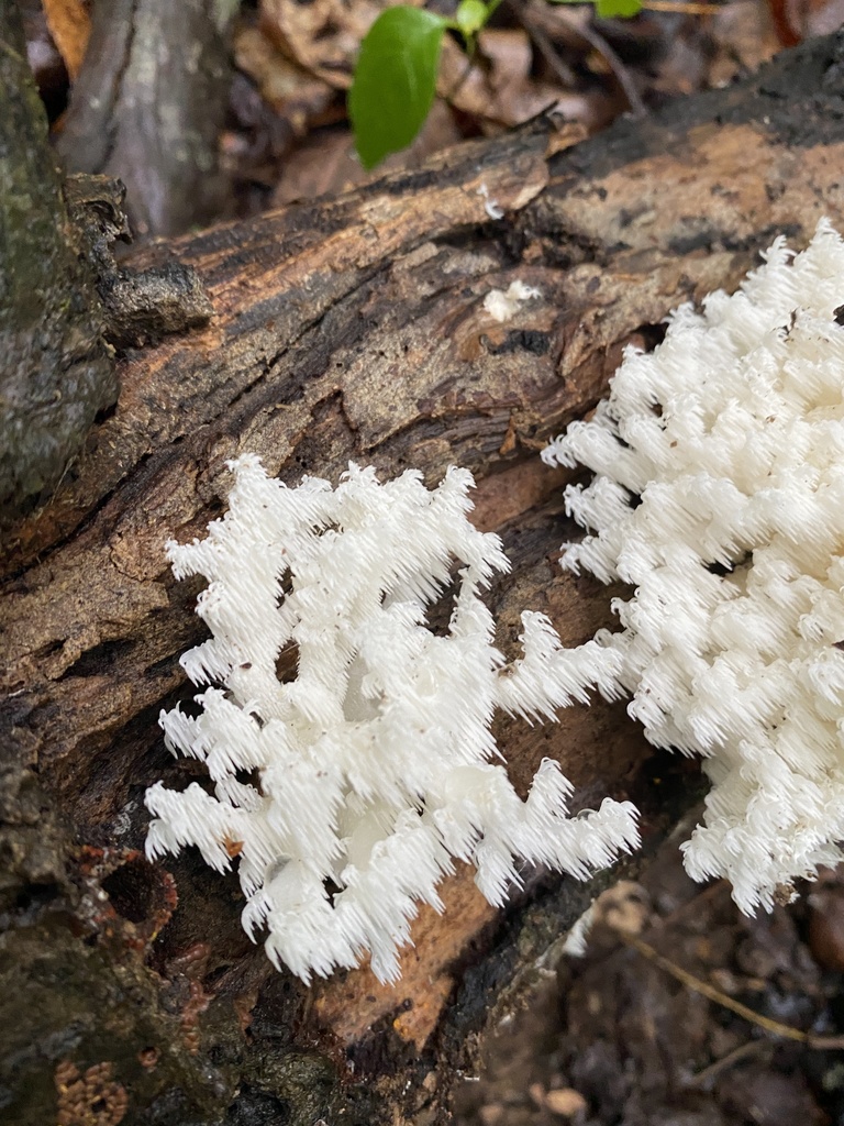 Coral tooth fungus from Rocky Top Dr, Rougemont, NC, US on September 26 ...