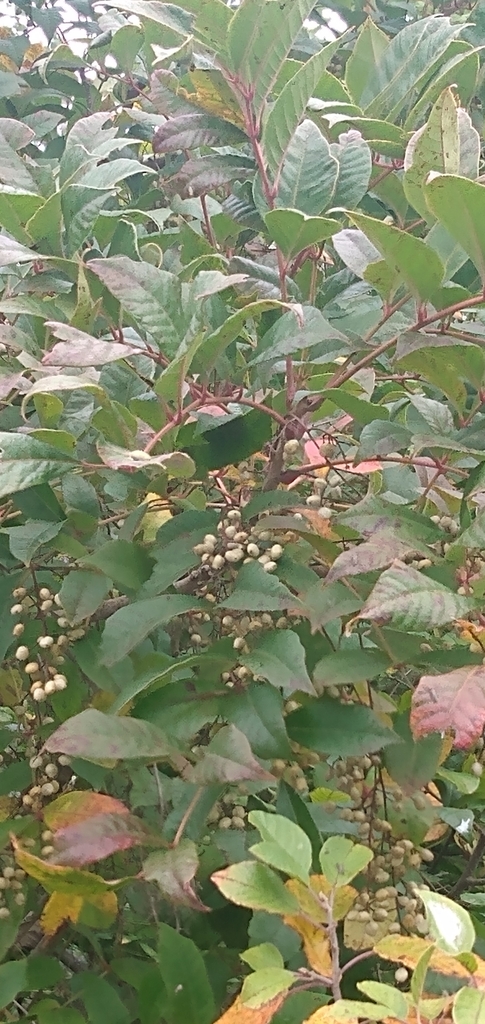 poison sumac from Buckeye Lake, OH 43008, USA on September 26, 2020 at ...