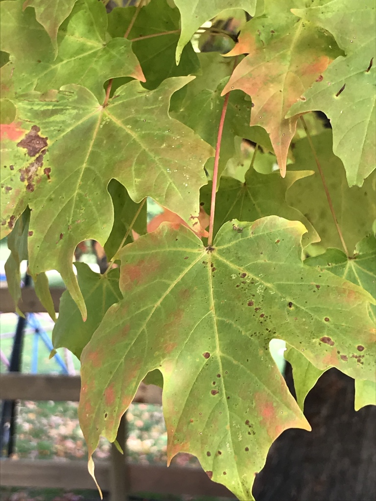 sugar maple from Laura Ln, Mason, OH, US on September 25, 2020 at 12:00 ...