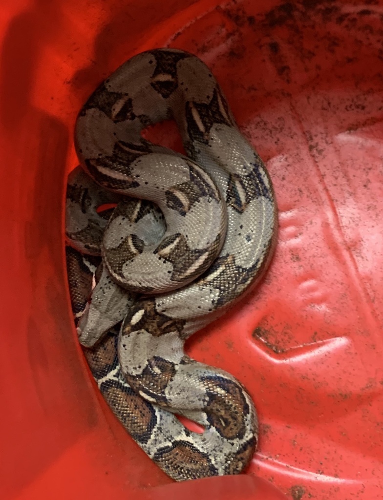 Central American Boa from Calle Faja de Oro, Hidalgo, VER, MX on ...