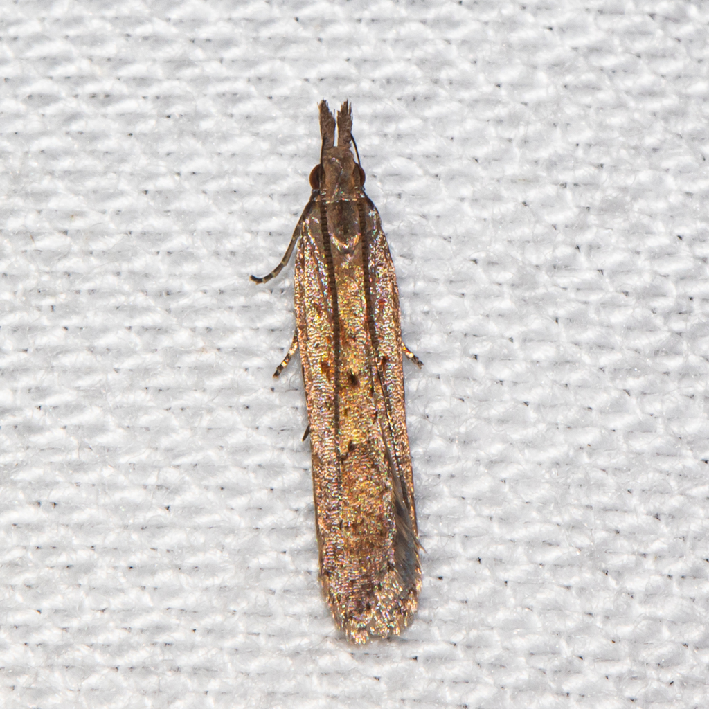 Palmerworm Moth from Howard, Maryland, United States on September 6 ...