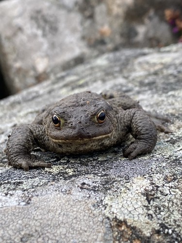 Observations by wolfgang_wuster · iNaturalist