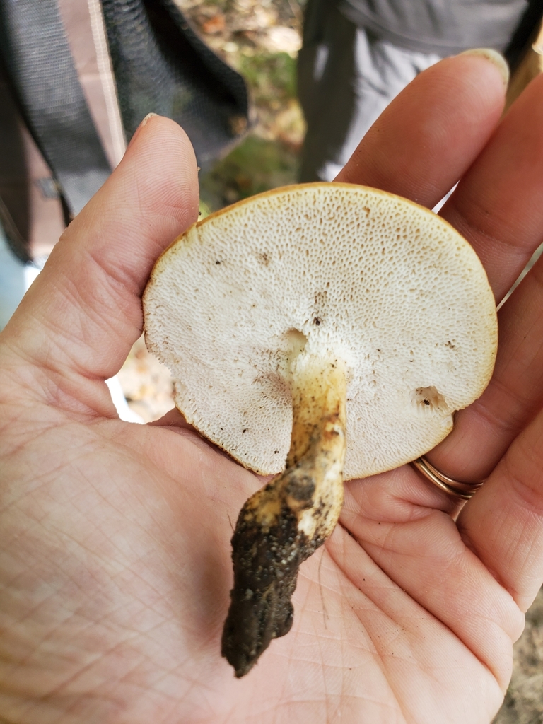 Polyporus from Orangeville Township, MI, USA on September 26, 2020 at ...