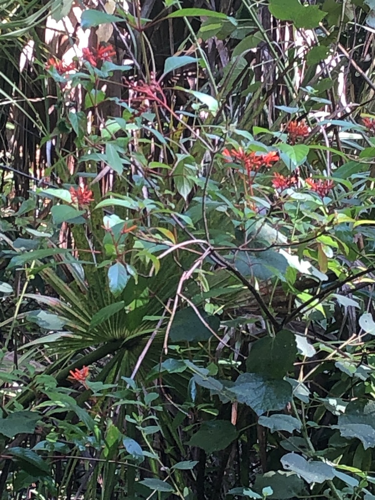 Firebush from Sebring, FL, US on September 26, 2020 at 10:42 AM by ...
