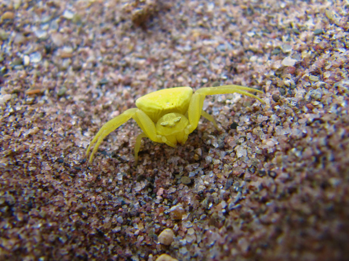 Thomisus schultzei from Fish River Canyon, Namibia on August 29, 2011 ...