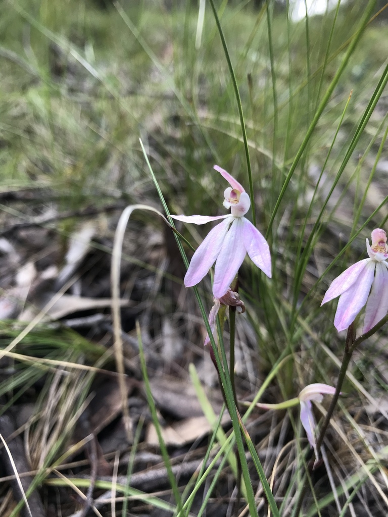 Pink Lady Fingers from Wattle Street, Bridgewater, SA, AU on September ...