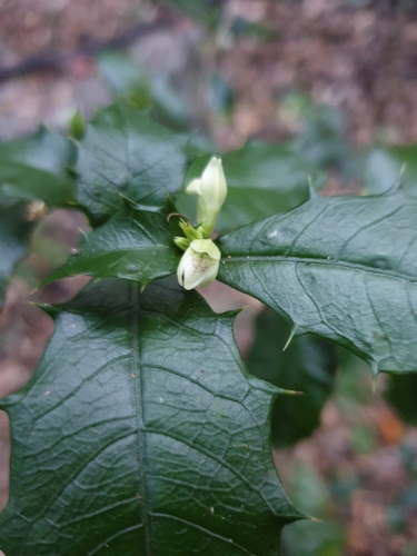 Graptophyllum reticulatum · NaturaLista Colombia