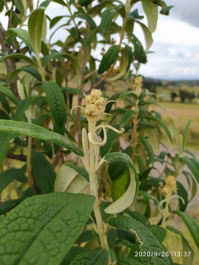 Buddleja incana from Tufiño, Ecuador on September 26, 2020 at 01:37 PM ...