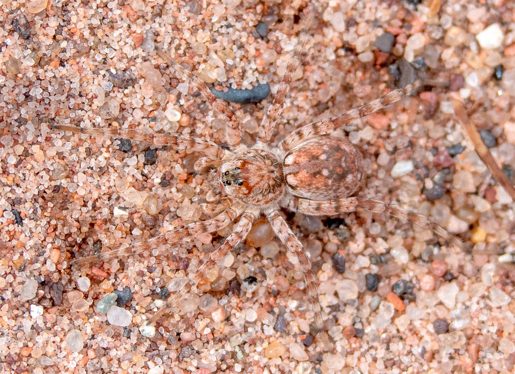 Shoreline Wolf Spider from Wisconsin Point Lot 4 beach Superior, WI ...