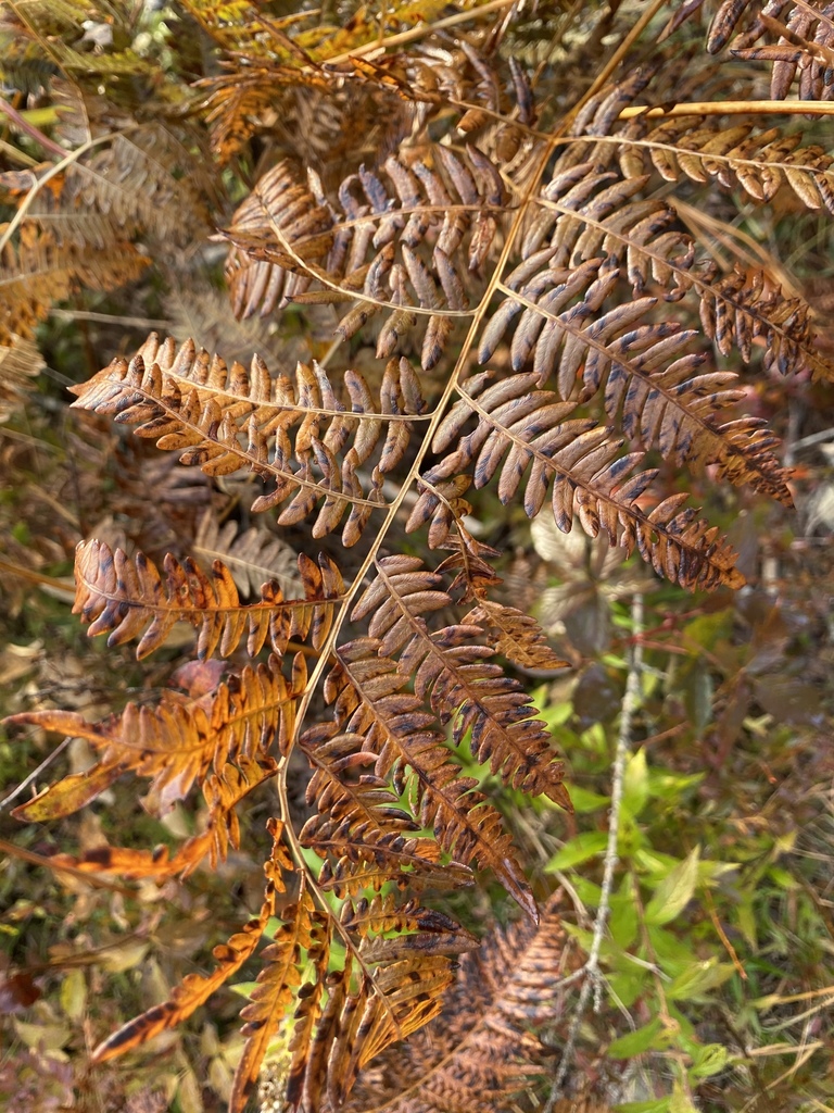 common bracken from Adirondack Park, Inlet, NY, US on September 24 ...