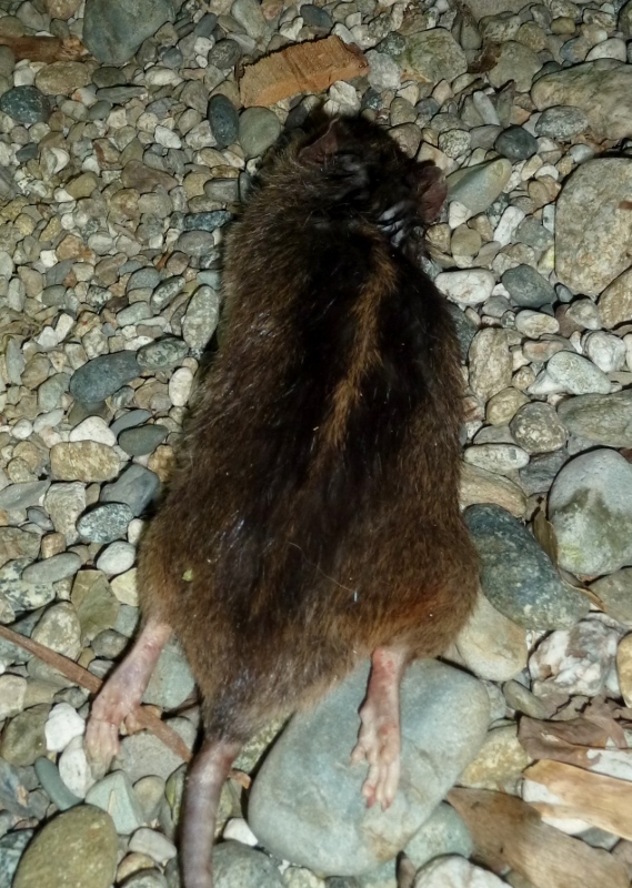 Mindoro Striped Rat from Udalo, Abra de Ilog, Occidental Mindoro ...