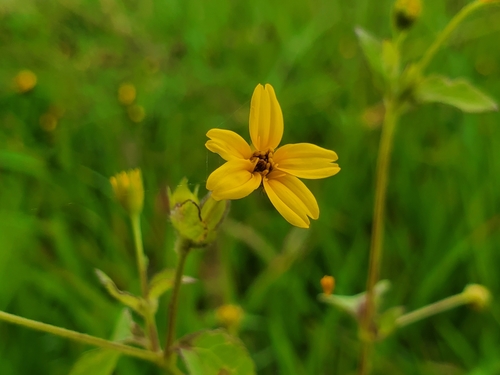Limoncillo (Baltimora recta)