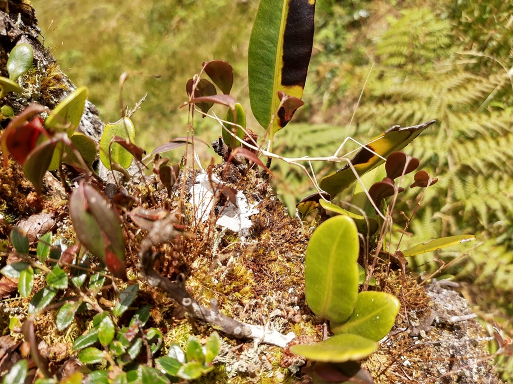 Pleurothallids from El Carmelo (El Pun), Ecuador on August 17, 2020 at 11:45 AM by Stalin Lima ...